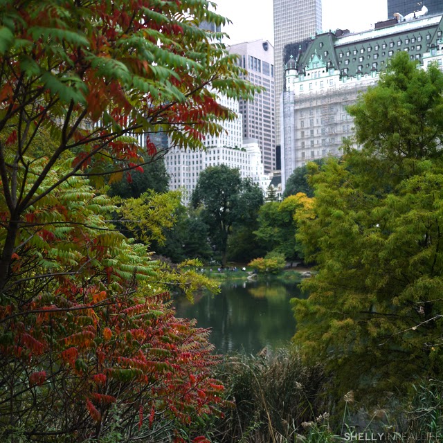 NYC: Fall Foliage in Central Park, Map Included! - Shelly in Real Life