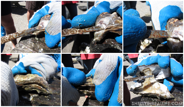 SF: Tomales Bay Oyster Company - Shelly in Real Life